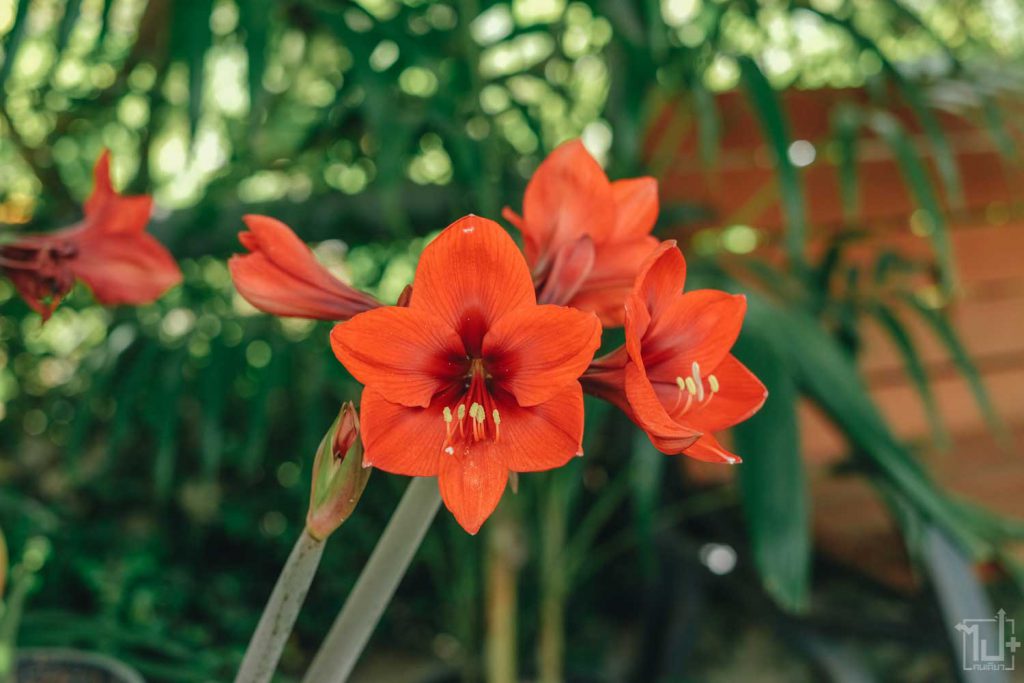 สวนดอกไม้พัทยา | Flower Land Pattaya | ไปคนเดียว+