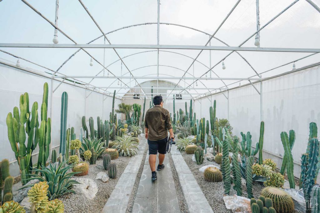 คาเฟ่แคคตัส CHAN nature cafe' | ไปคนเดียว+